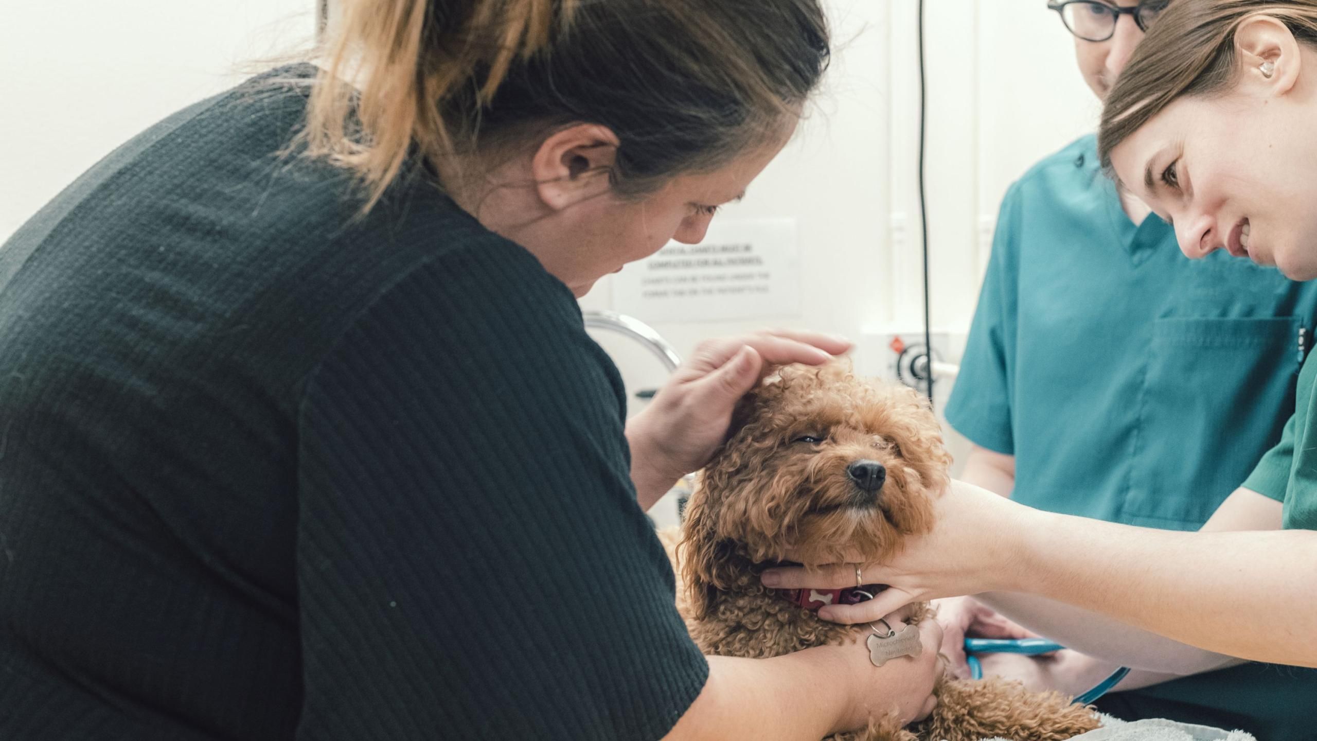 Choosing a veterinary practice | Royal College of Veterinary Surgeons