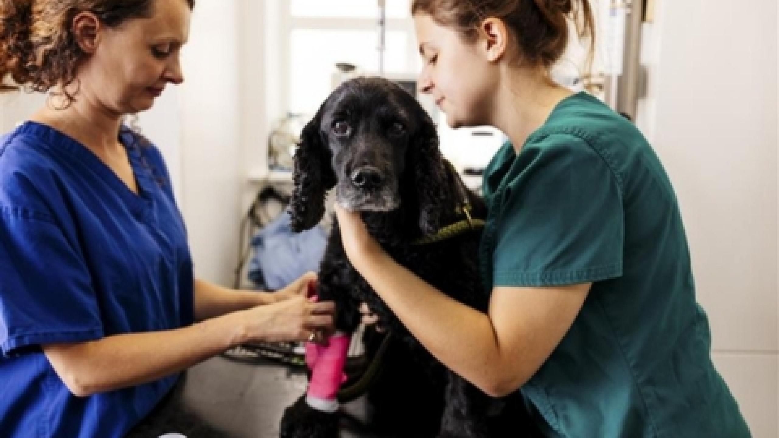 RCVS publishes response to Government consultation on VSA reform ...