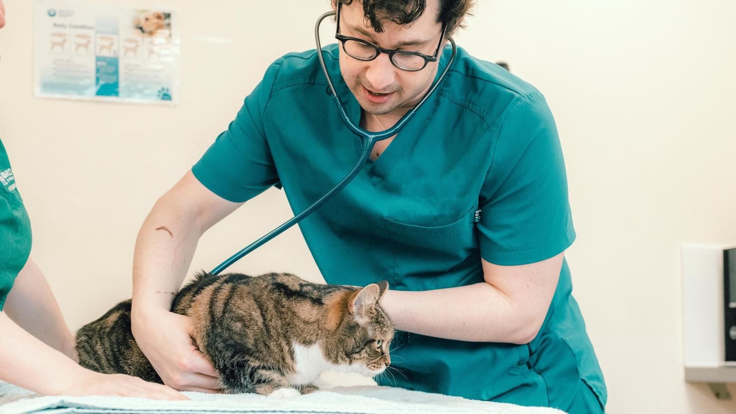 What does a vet nurse do? | Royal College of Veterinary Surgeons