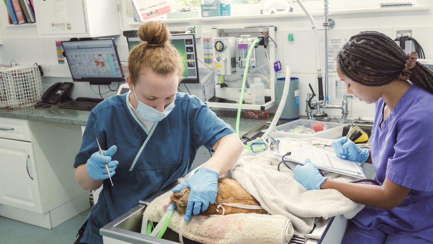 Prescription medication | Royal College of Veterinary Surgeons