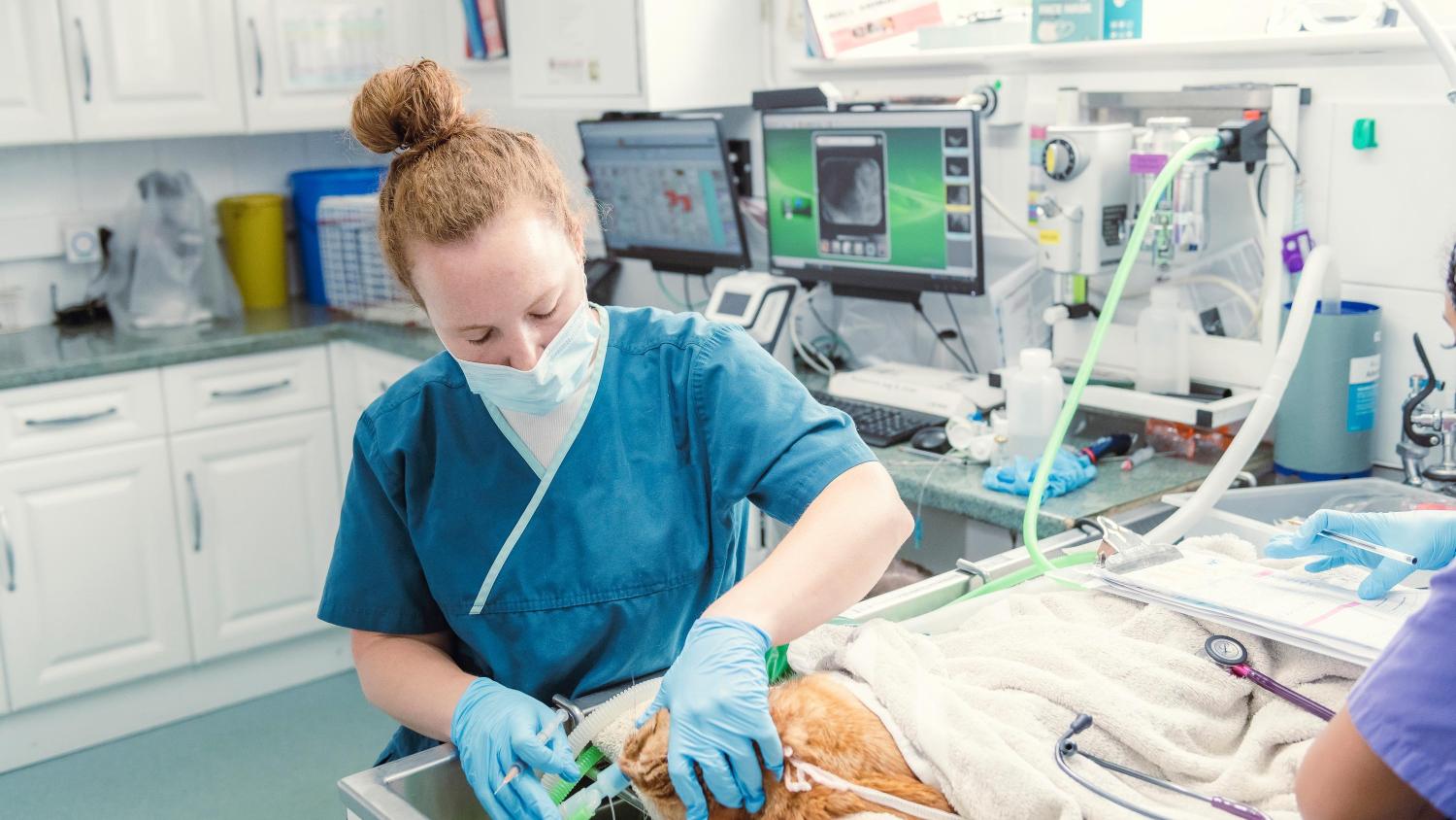 Getting veterinary work experience | Royal College of Veterinary Surgeons