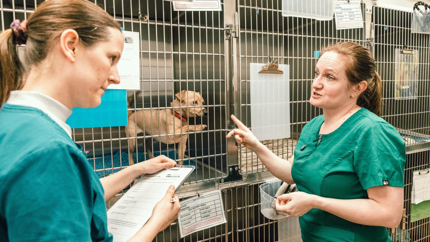 RCVS publishes guide to help professions navigate the 2024 Veterinary ...