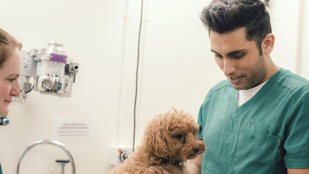 Work for us | Royal College of Veterinary Surgeons
