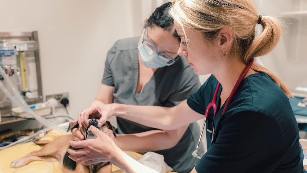 Code of Professional Conduct for Veterinary Surgeons | Royal College of ...