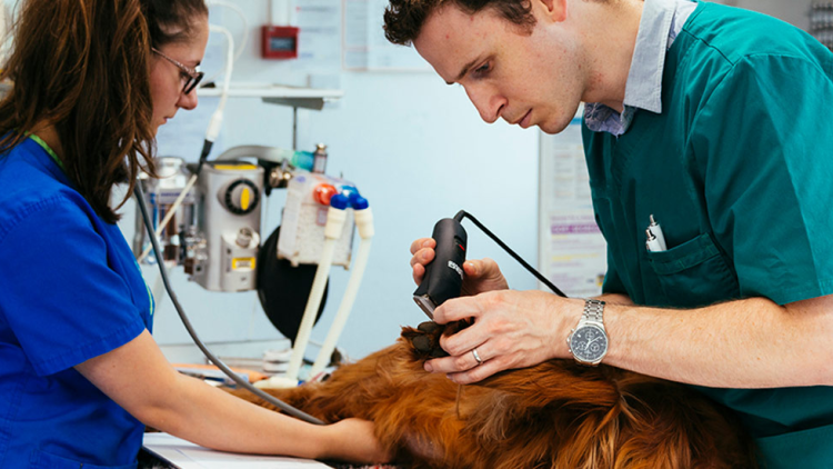 Animal owners | Royal College of Veterinary Surgeons