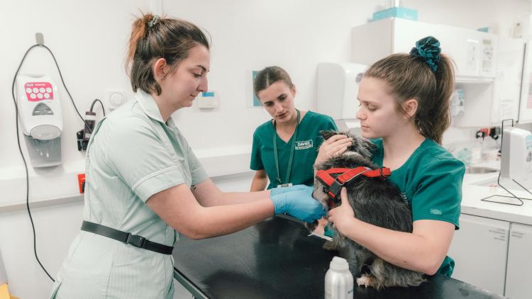 Continuing professional development (CPD) | Royal College of Veterinary ...