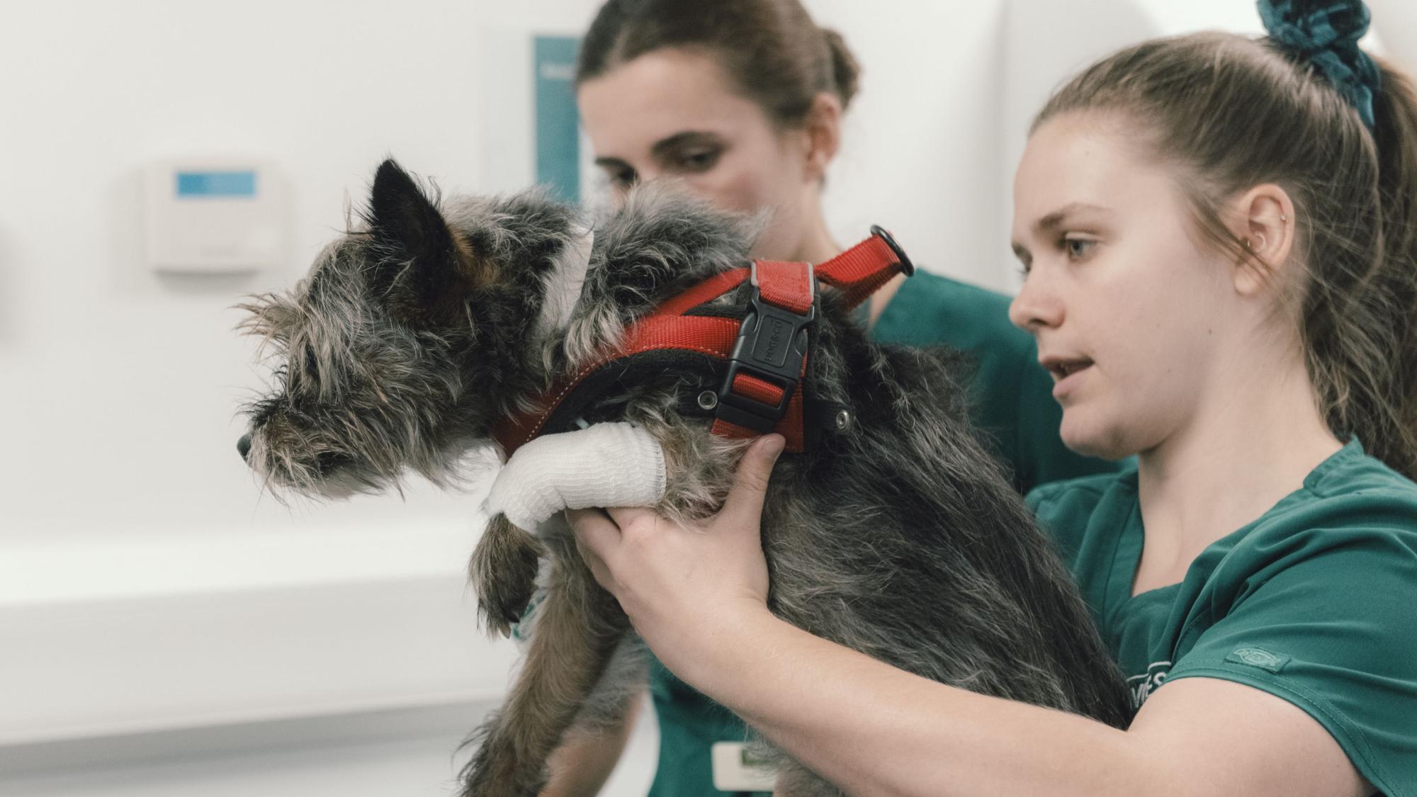 Quality improvement | Royal College of Veterinary Surgeons