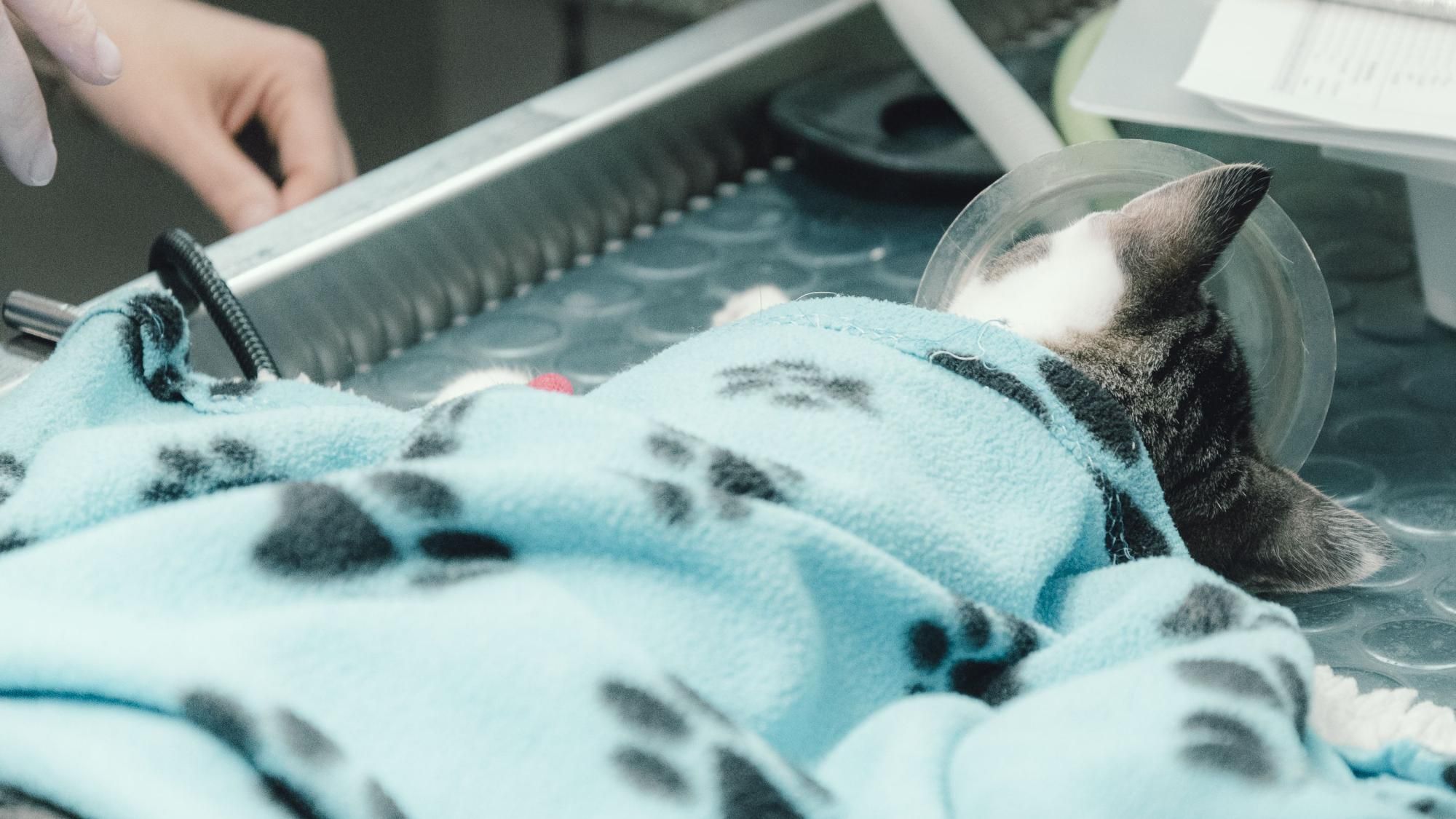 Who's who in your veterinary practice | Royal College of Veterinary ...