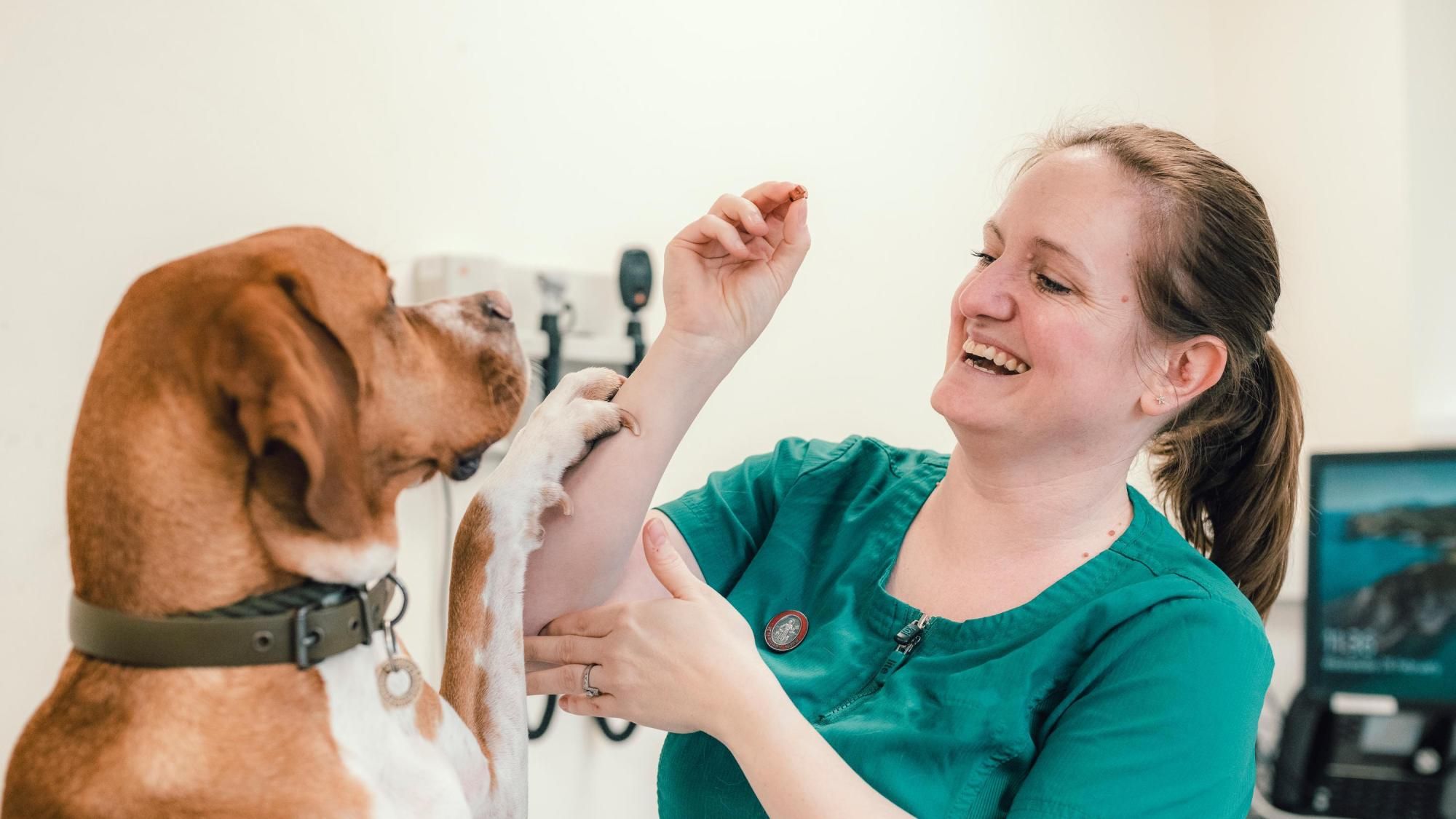Training and development for veterinary nurses | Royal College of ...