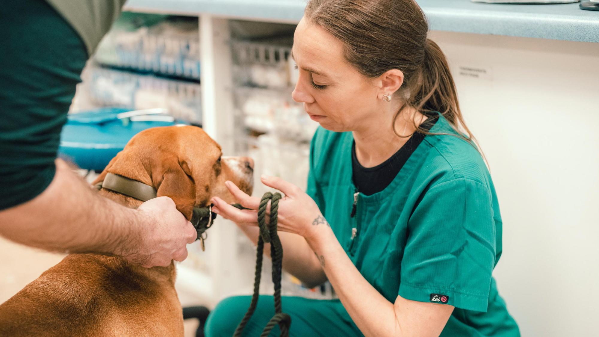 How do I become a vet nurse? | Royal College of Veterinary Surgeons