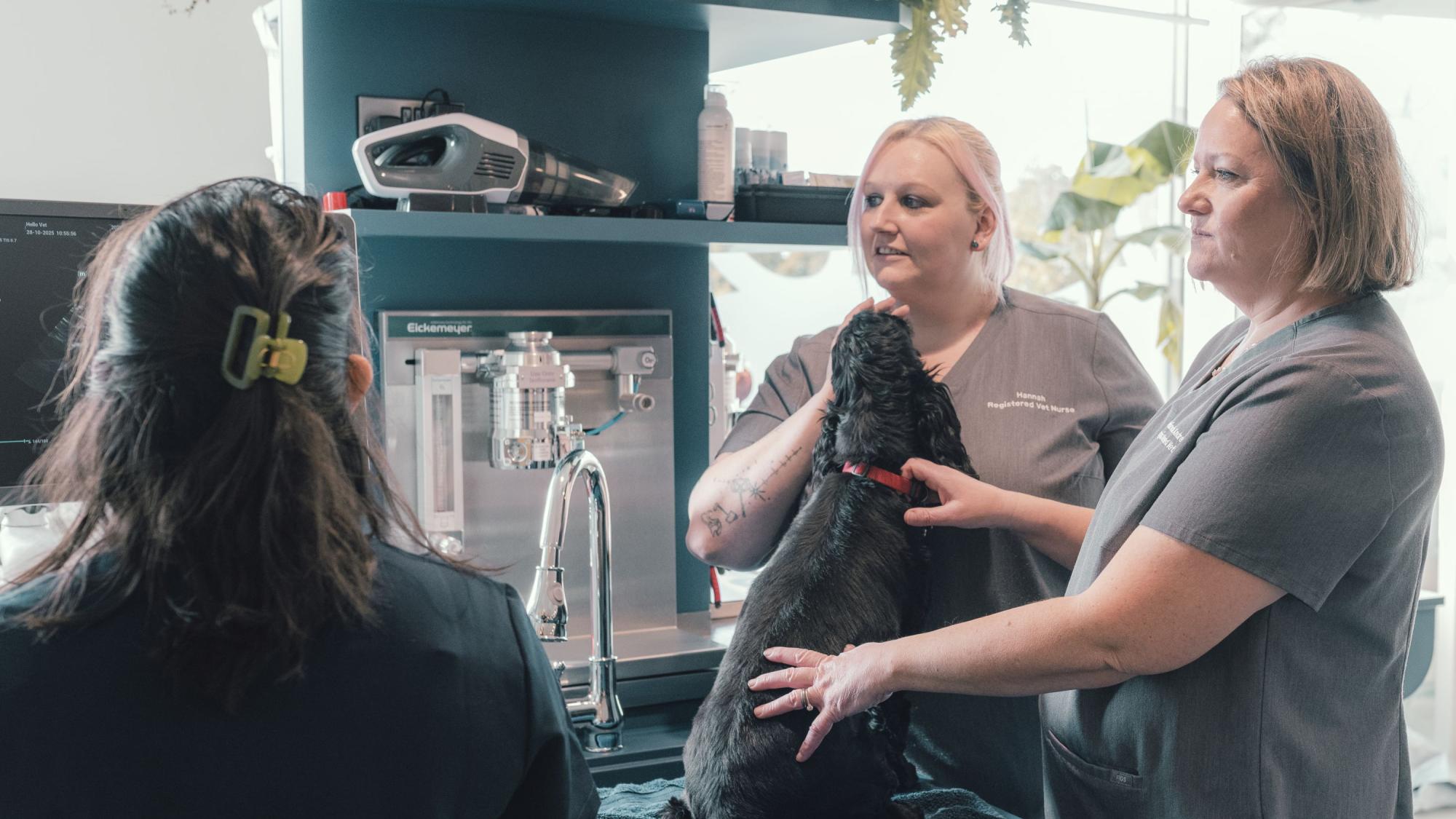 Veterinary professionals | Royal College of Veterinary Surgeons