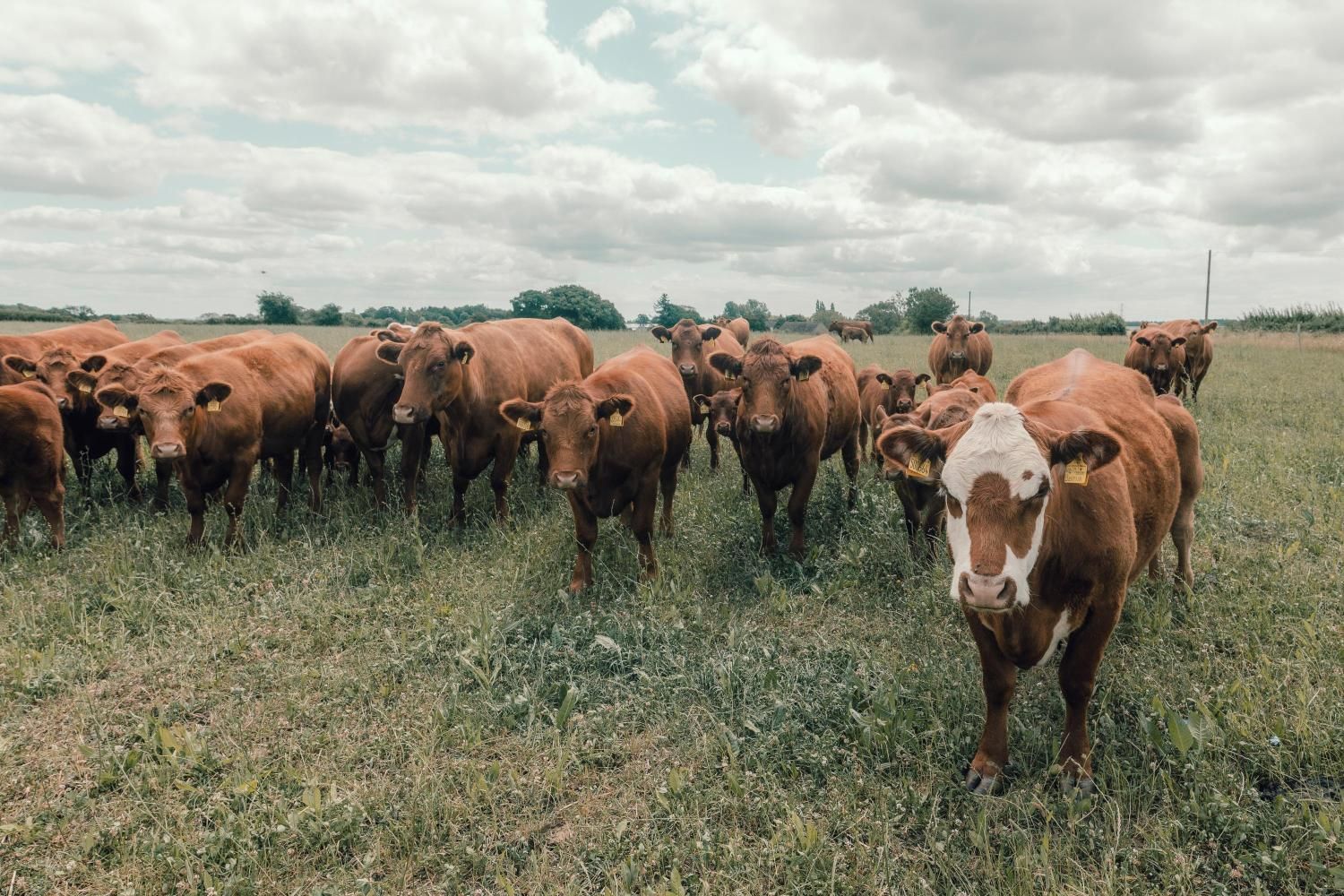 Farm placement top tips | Royal College of Veterinary Surgeons